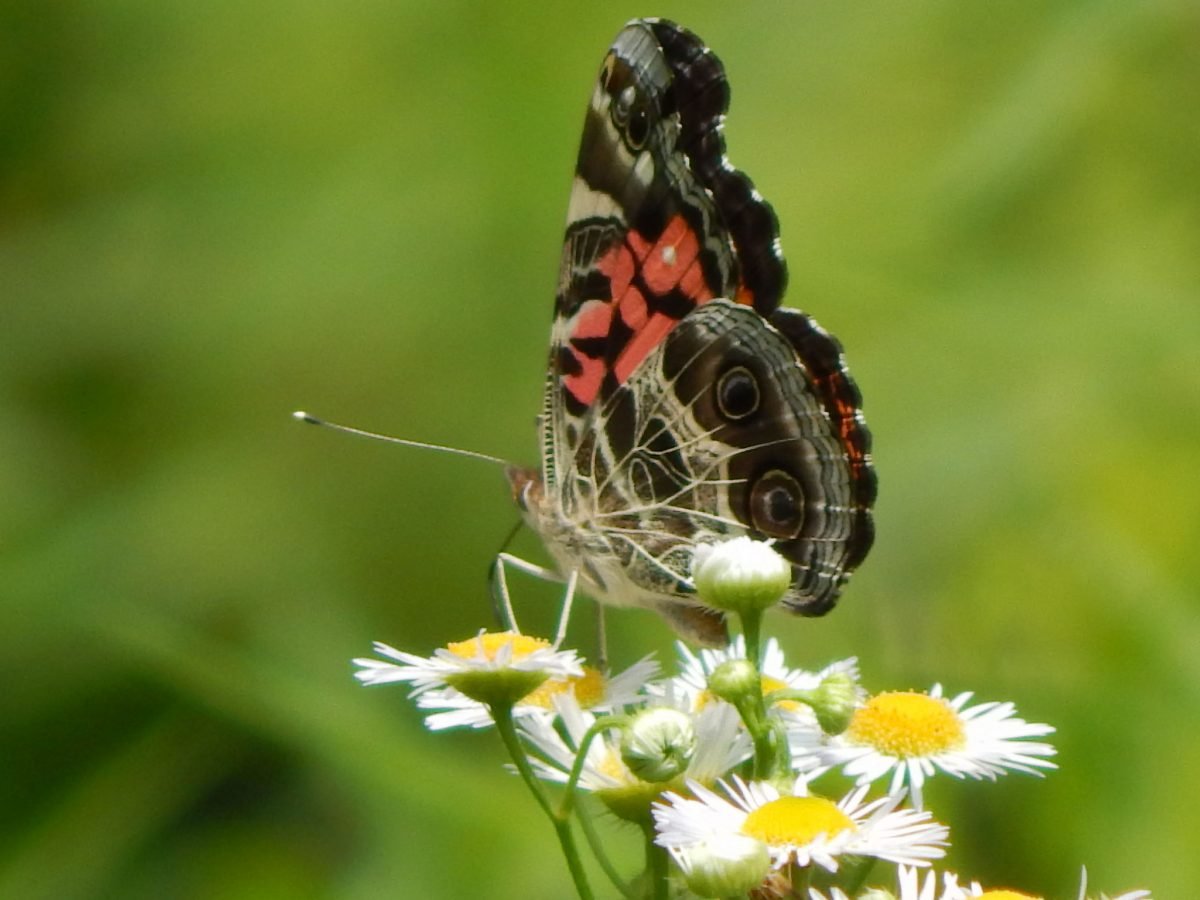 The Ultimate Macro Photography Tutorial for Beginners - ExposureGuide.com