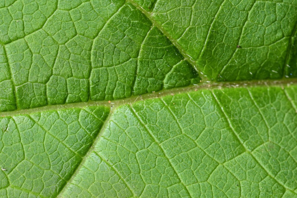 The Ultimate Macro Photography Tutorial for Beginners - ExposureGuide.com