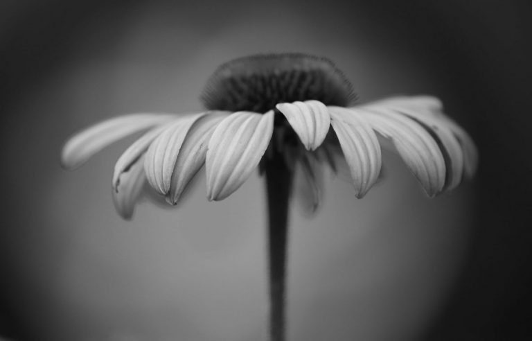 Taking a Black and White Photo in the Digital Age - ExposureGuide.com